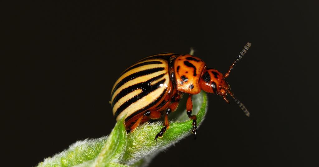 Colorado beetle officially eradicated from the UK | News | Fruitnet