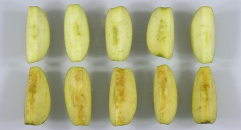 GM apples approved for commercial planting | Article | Fruitnet