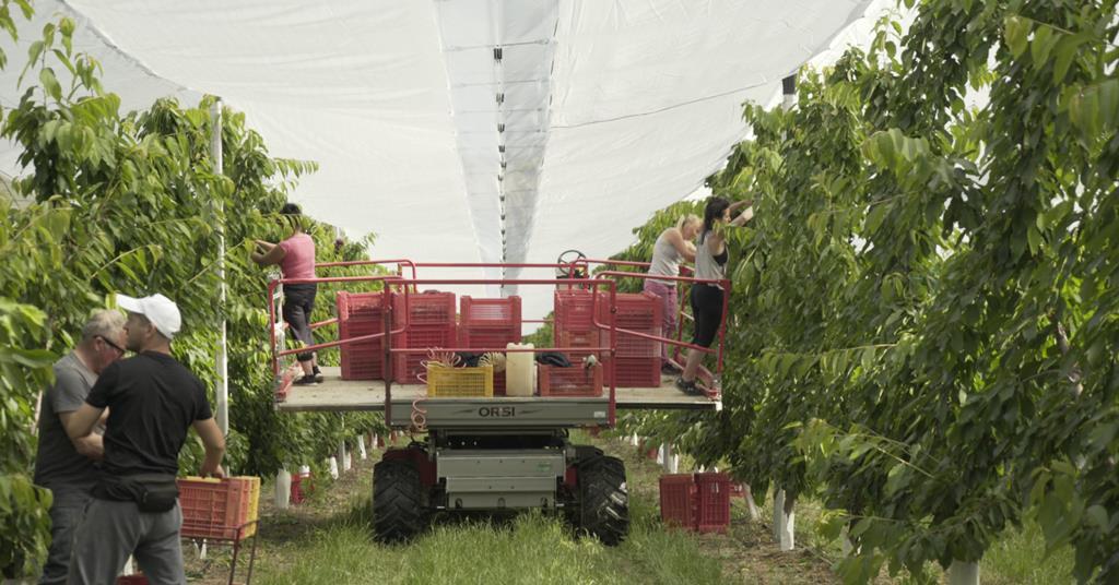 Arrigoni launches green campaign | Article | Fruitnet