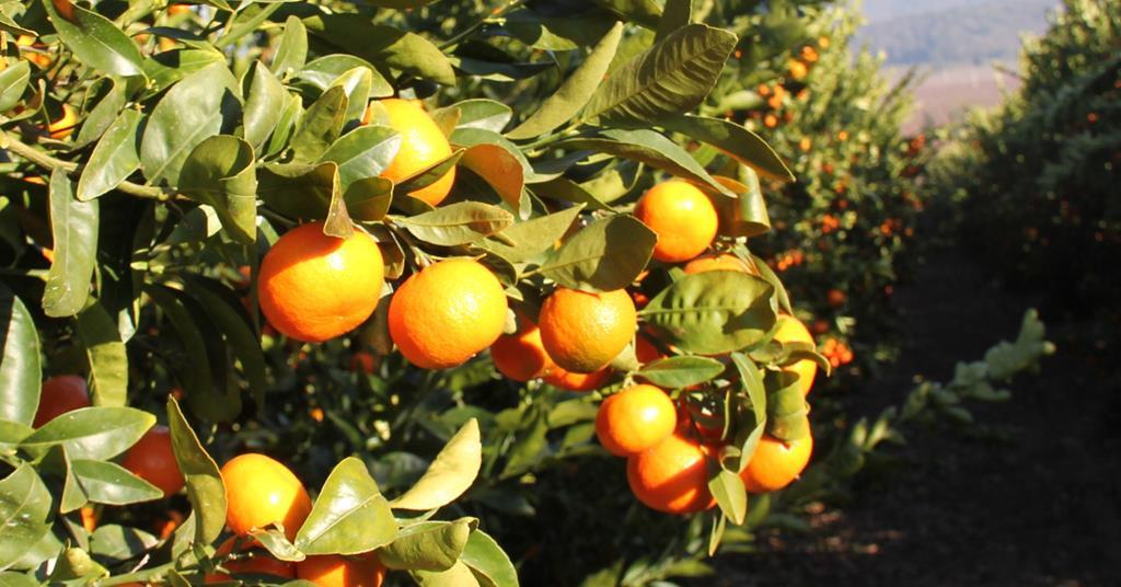 Chilean citrus avoids worst of weather | News | Fruitnet