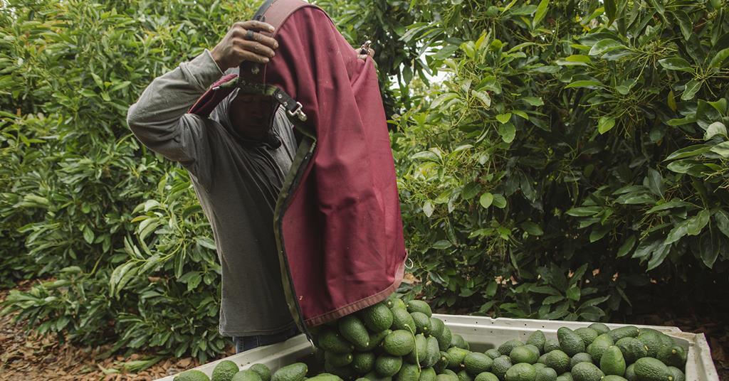 California avocado volume estimates at five-year high | News | Fruitnet
