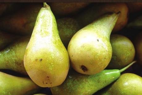 Belgian pears near Brazil entry | Article | Fruitnet