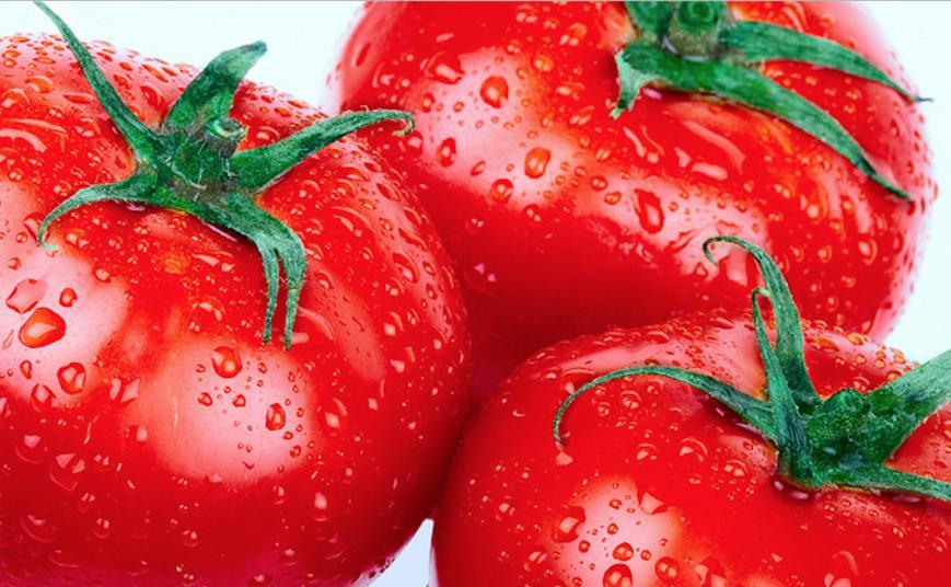 ToBRFV-resistant tomato to launch | Article | Fruitnet