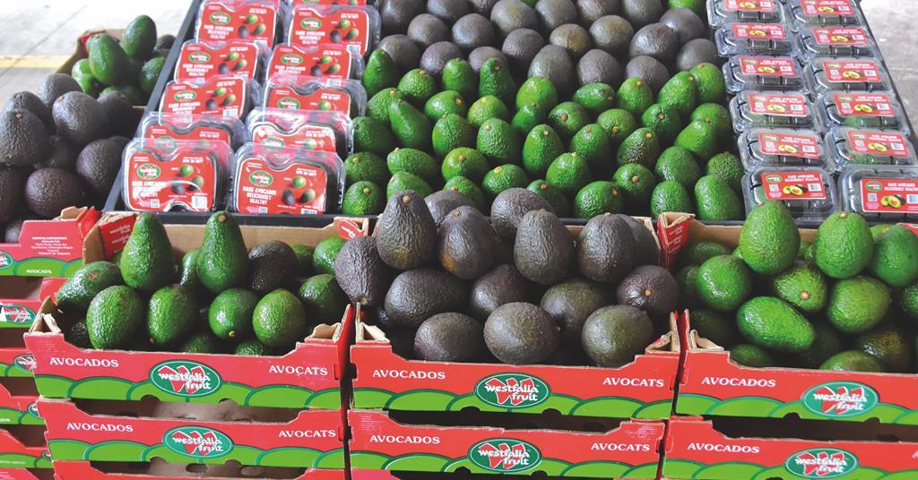 South African avocados arrive in China for first time | News | Fruitnet