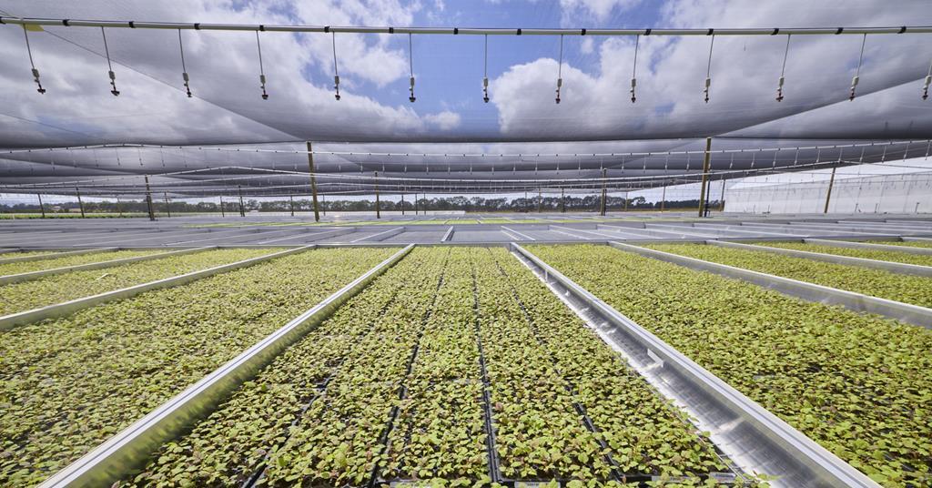 Driscoll’s opens new Australian high-tech tissue culture laboratory ...