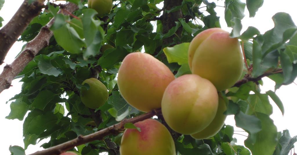 Afghanistan apricot growers gear up for season | Article | Fruitnet