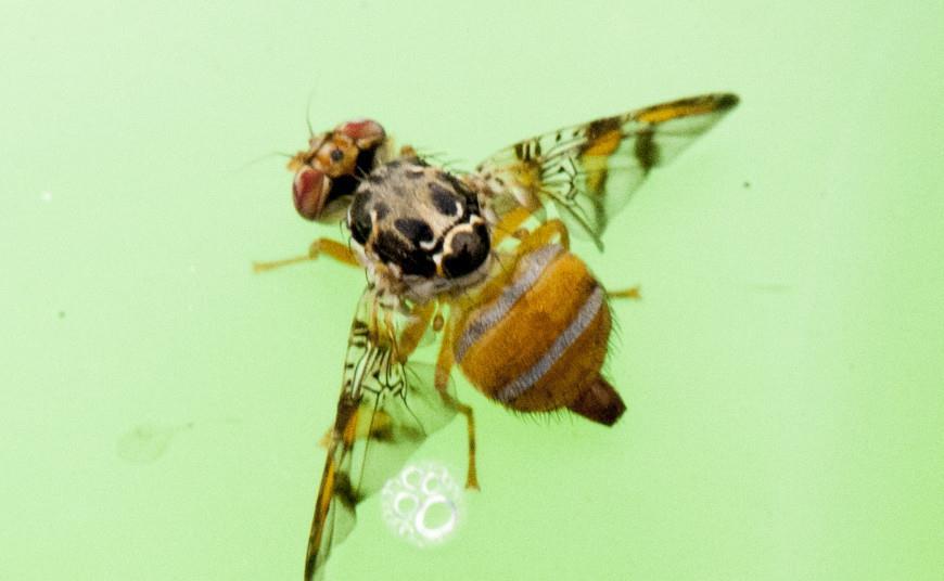 New funding to fight fruit fly | Article | Fruitnet