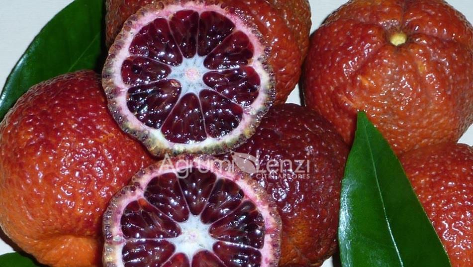 Citrus innovation in the heart of Tuscany | Article | Fruitnet