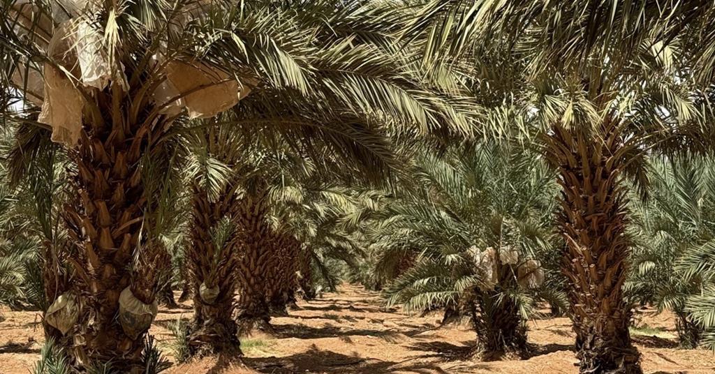 Eosta introduces organic Medjool dates from Morocco | News | Fruitnet
