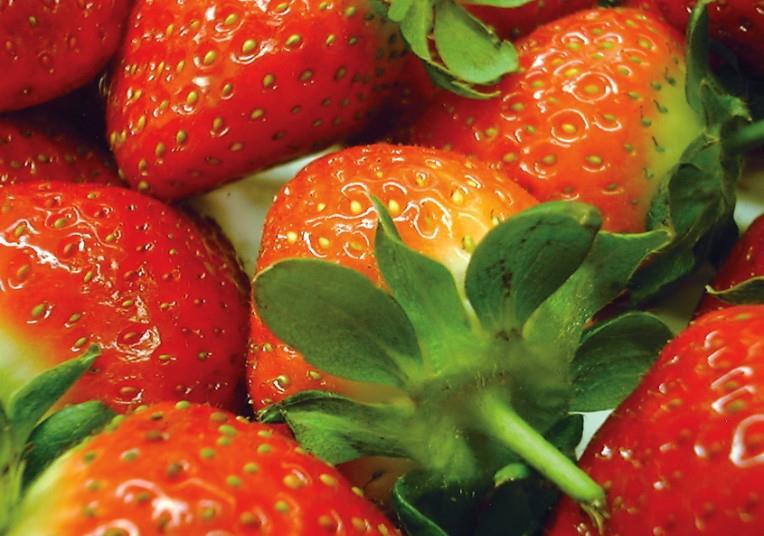 Gaza strawberries head for export | Article | Fruitnet