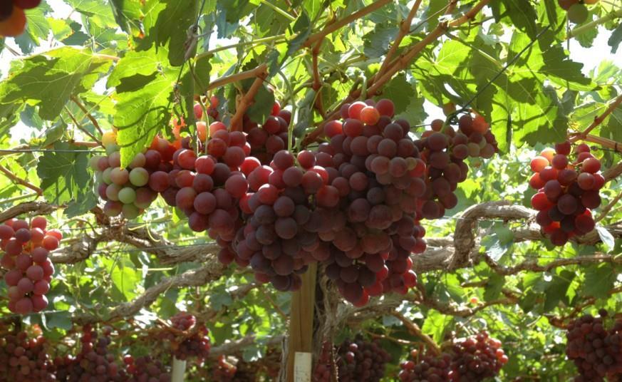 Chile positive of breakthrough in US grape protocol | Article | Fruitnet