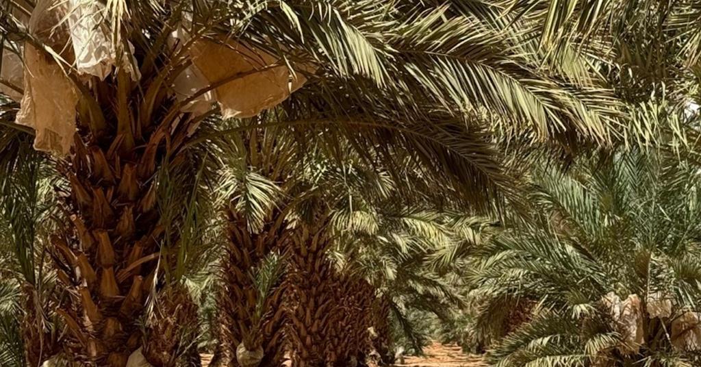 Eosta introduces organic Medjool dates from Morocco | News | Fruitnet