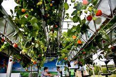 Industry prepares for Fruit Focus | Article | Fruitnet