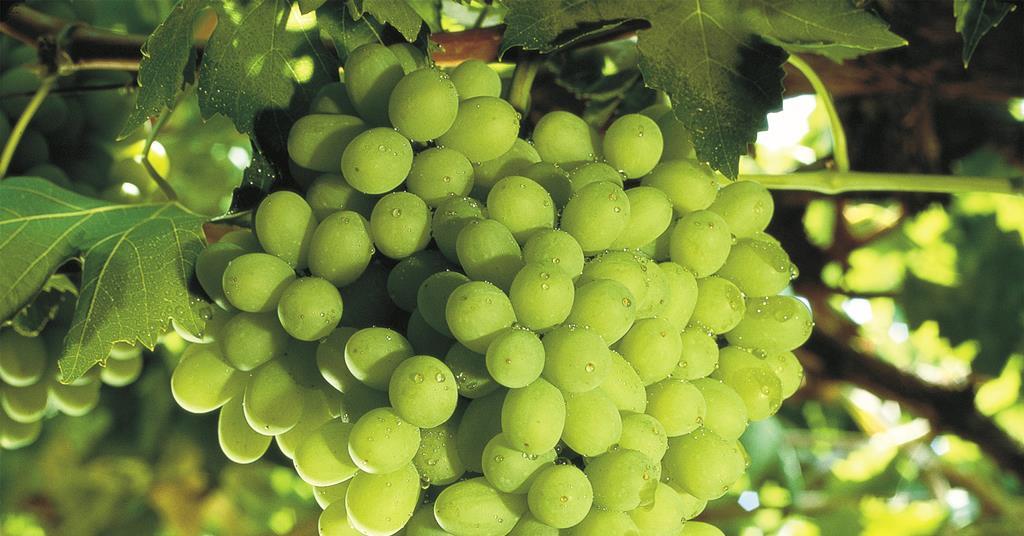Chile announces GM grape breakthrough | Article | Fruitnet