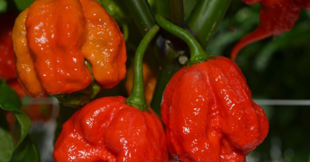 Tesco stocks world’s hottest chilli | Article | Fruitnet