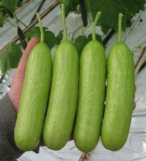 Greenery launches thin skin cucumbers | Article | Fruitnet