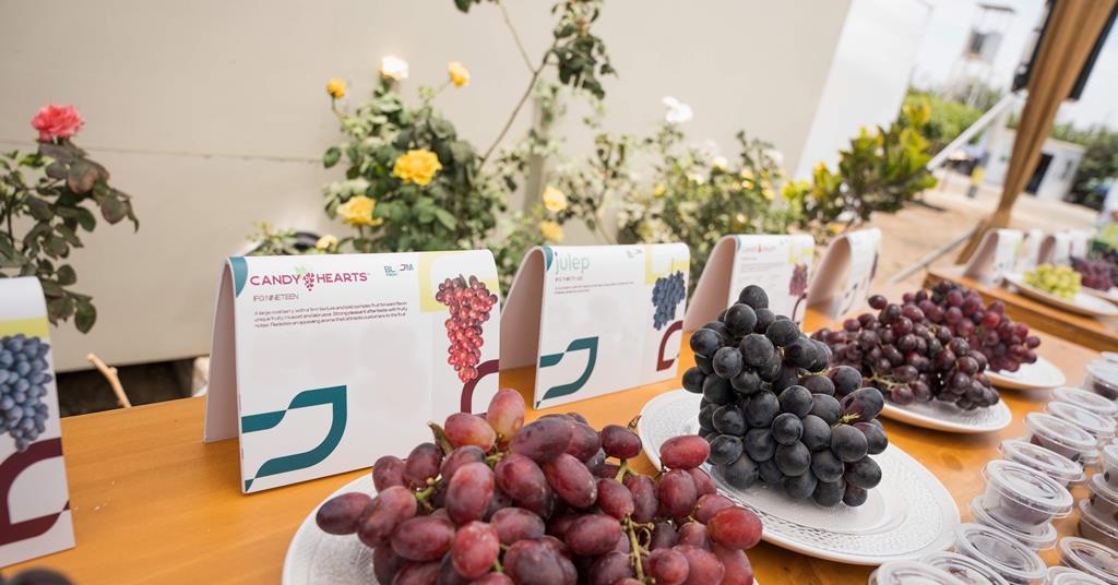 Bloom Fresh holds first-ever open day in Peru | News | Fruitnet