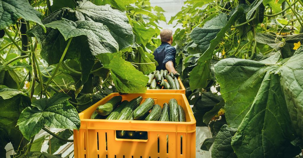 Versatility and convenience behind Belgian cucumber rise | News | Fruitnet