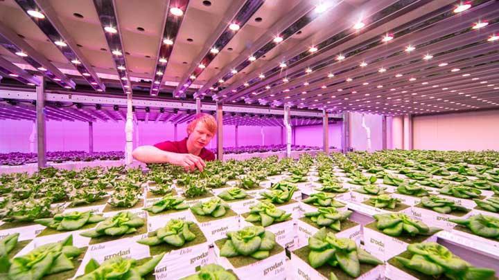Levarht plans vertical salad farm for UAE | Article | Fruitnet