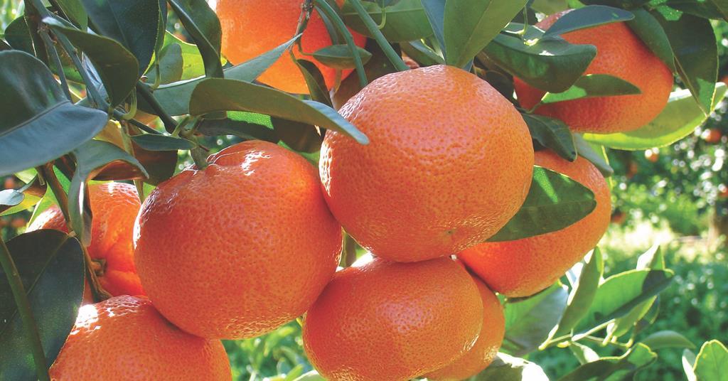 Complete Southern African citrus forecast confirmed | News | Fruitnet