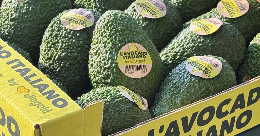 Jingold launches Italian avocado brand beyond kiwifruit | Fruitnet ...