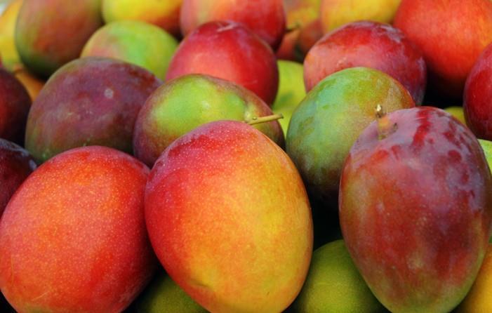 Dominican mango exports hit US$17.6m | Article | Fruitnet