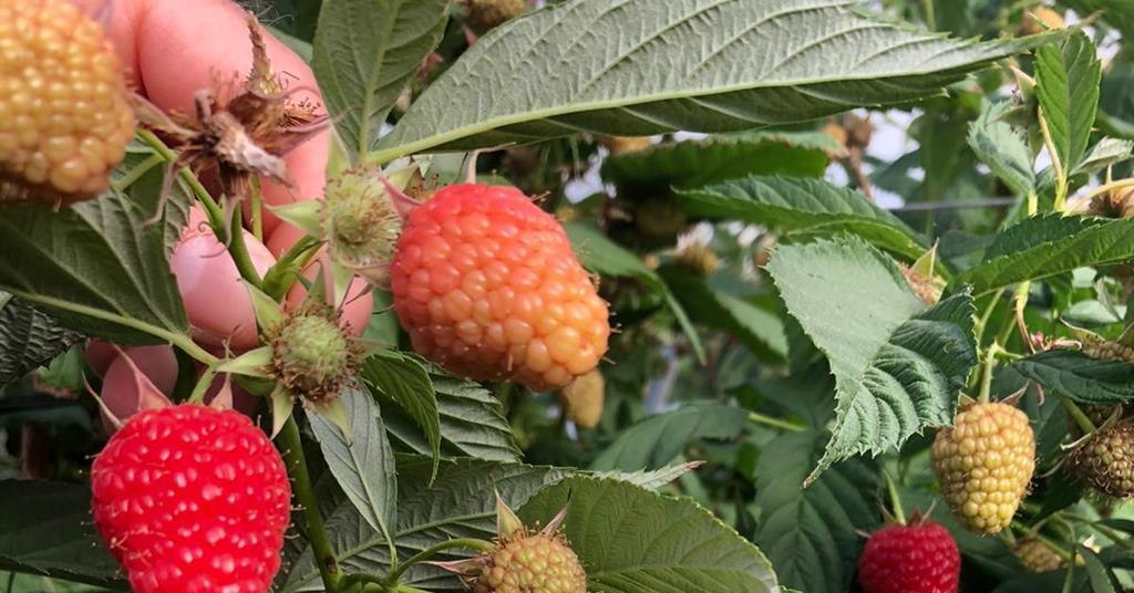 G-Berries makes Morocco’s raspberry dream a reality | News | Fruitnet