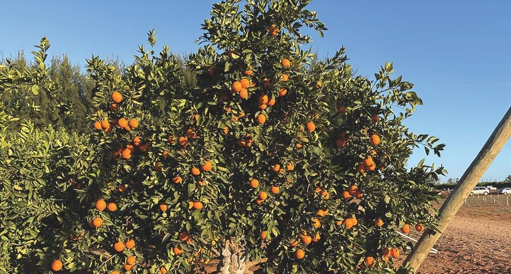 New guide helps Australian citrus growers prepare for innovative ...