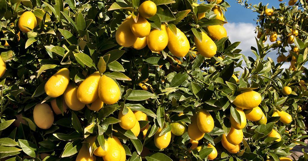 Record year for Spanish lemons | Article | Fruitnet