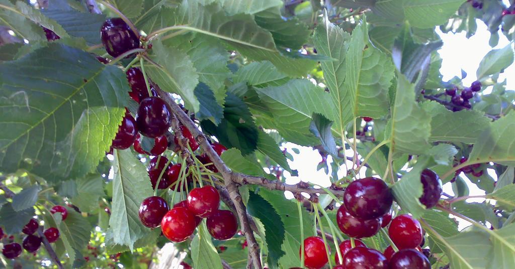 Ungarn: Unterdurchschnittliche Kirschenernte erwartet | Article | Fruitnet