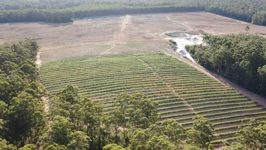 R&D funds support Alterra avocados | Article | Fruitnet