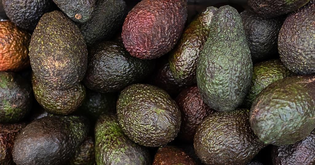 Moroccan avocado exporters seize on new opportunity in Canada | News ...