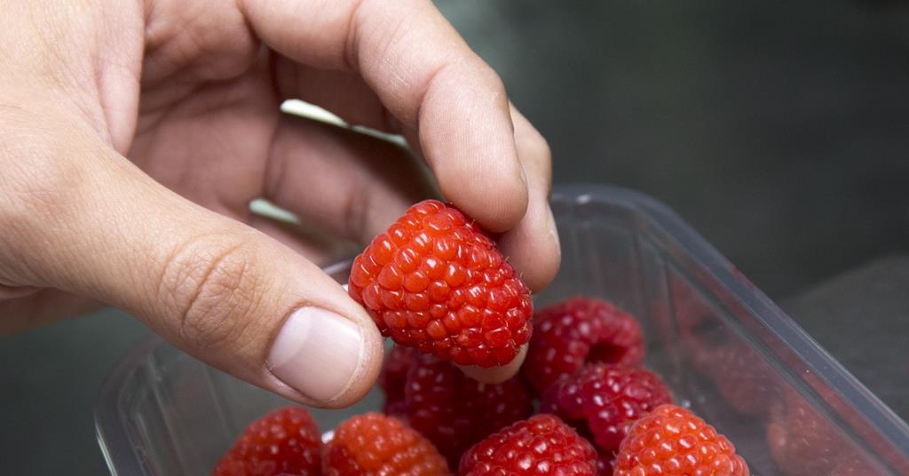 Soloberry ramps up raspberry volume | Article | Fruitnet