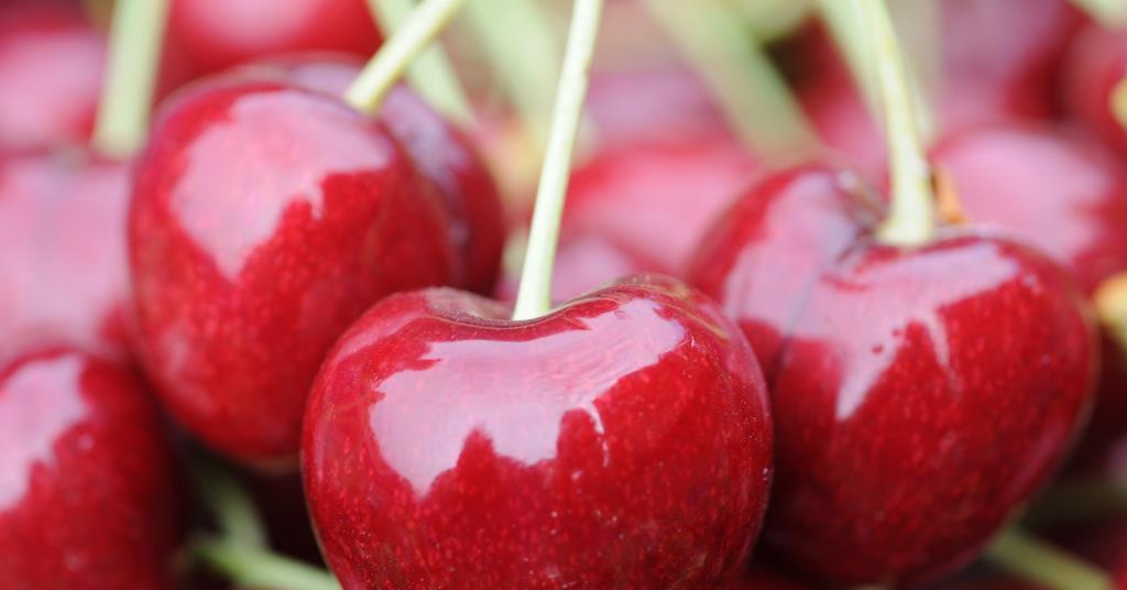 Best British cherry season 'in 30 years' | Article | Fruitnet