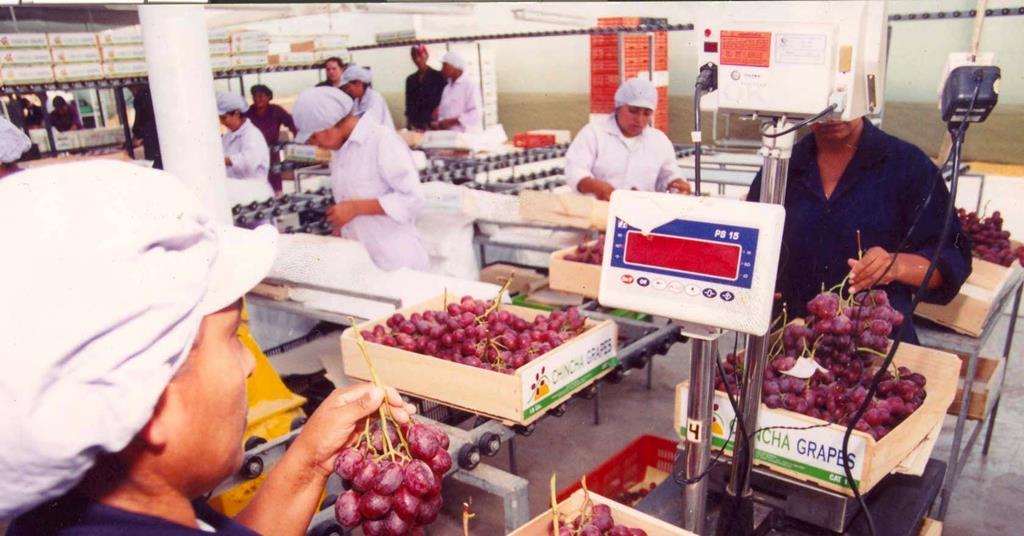 Australia welcomes Peru grape proposal | Article | Fruitnet