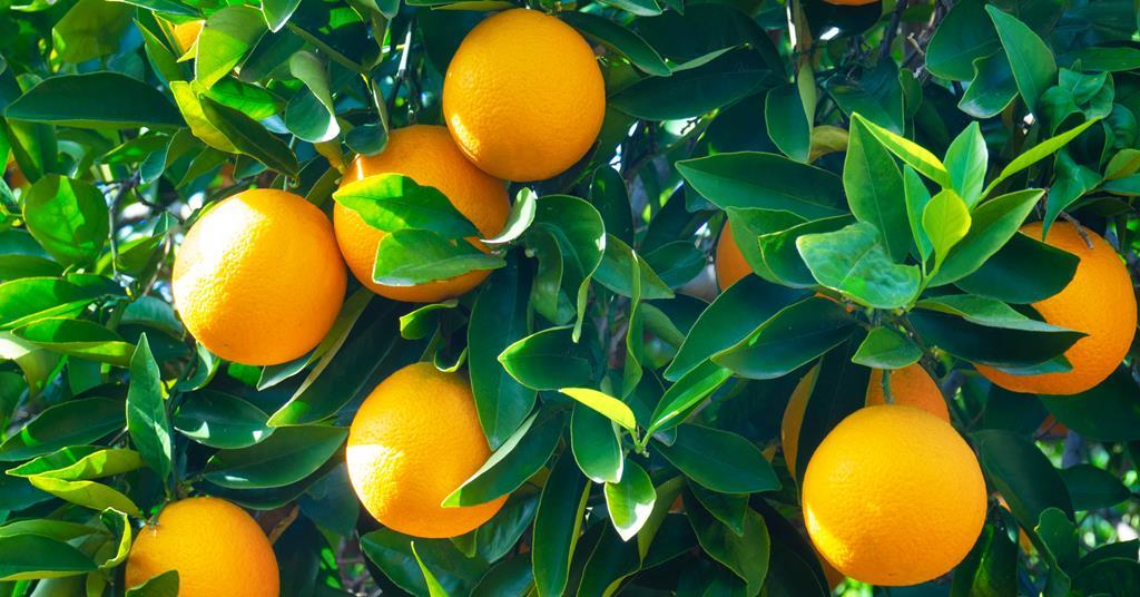 Valencia volumes down in California | Article | Fruitnet