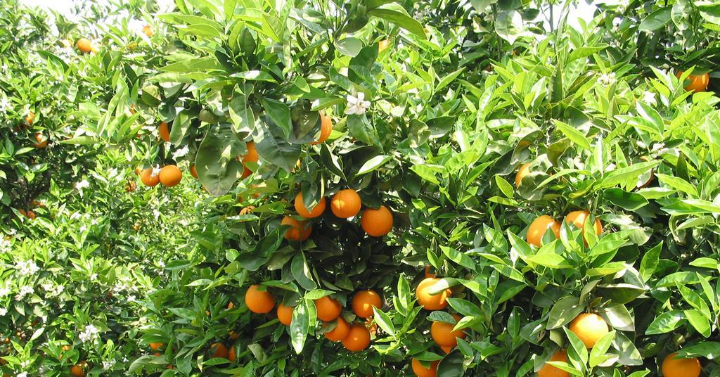 South African citrus volumes drop further | Article | Fruitnet