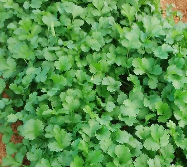 CN Seeds gains rights for coriander variety | Article | Fruitnet