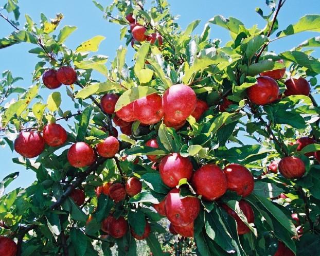 USDA anticipates NZ apple growth | Article | Fruitnet