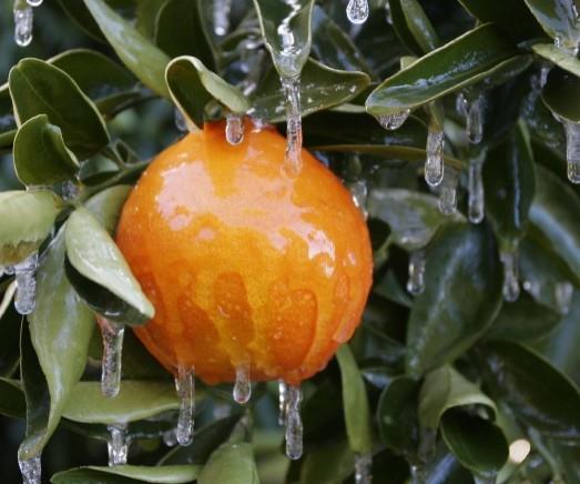 CA citrus crop damaged in freeze | Article | Fruitnet