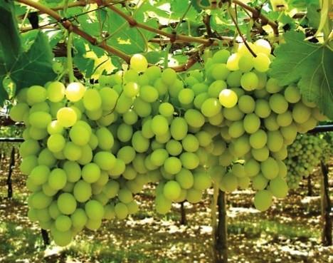 Rains dent RSA grape expectations | Article | Fruitnet