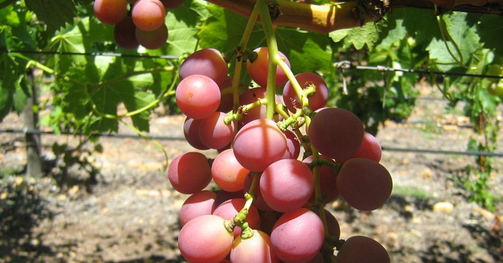 SNFL fast-tracks grape development in Peru | Article | Fruitnet