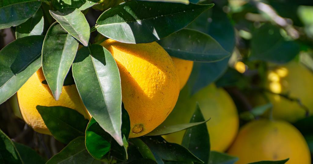 Argentina seeks to boost citrus exports to US | News | Fruitnet
