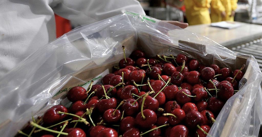New Day Fruits to build new cherry packhouse in Ñuble | News | Fruitnet