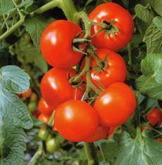 British tomatoes catch up | Article | Fruitnet