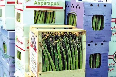 Peruvian asparagus growers urged to unite | Article | Fruitnet