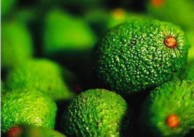 Australian Hass to Japan approved for access | Article | Fruitnet