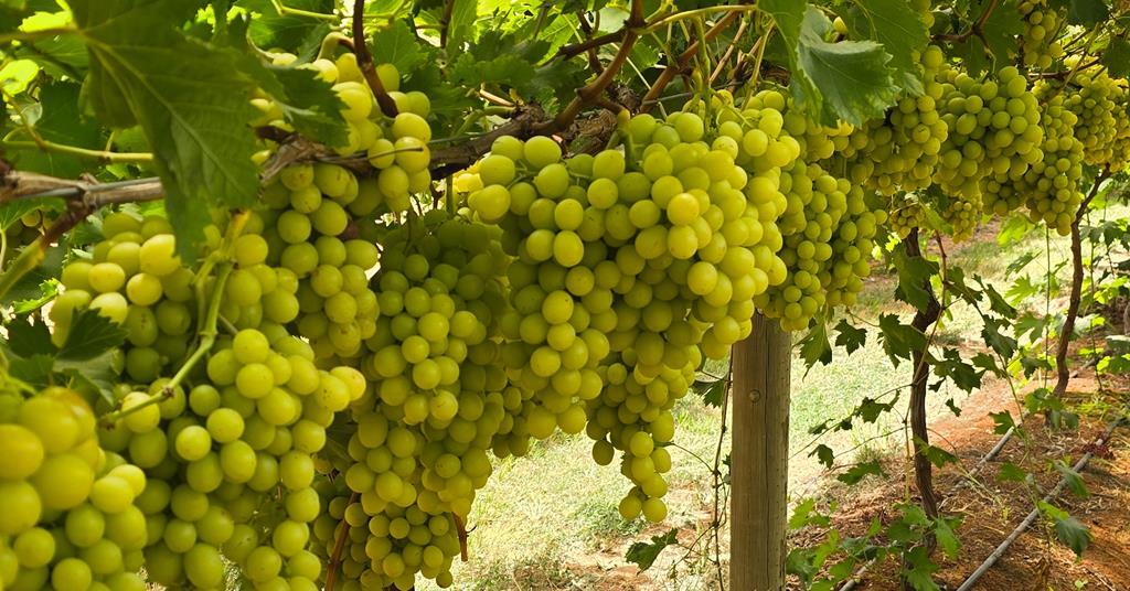 Australian table grape exports return to form on the back of Japanese ...