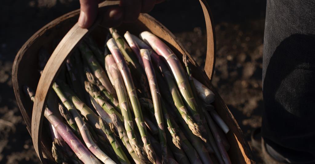 Eight-week-early British asparagus hits Waitrose shelves | News | Fruitnet