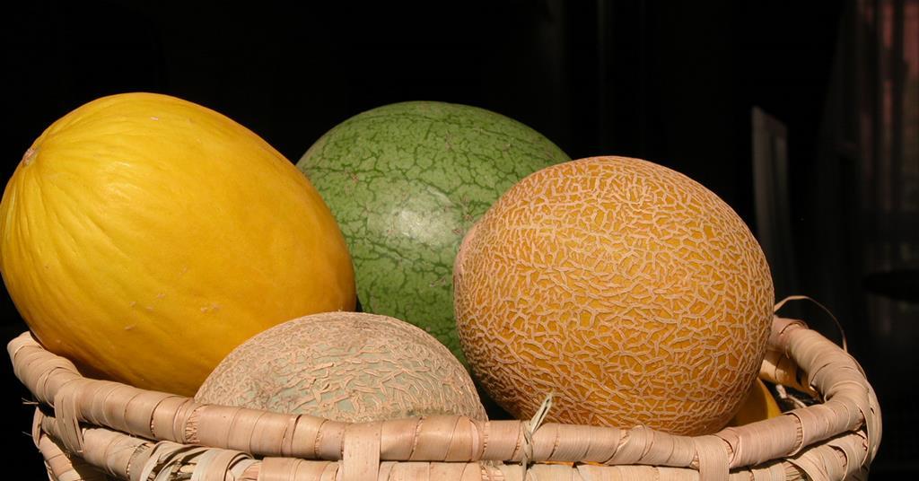 Almería: Anbaufläche für Zuckermelonen für die Saison 2025 stark ...